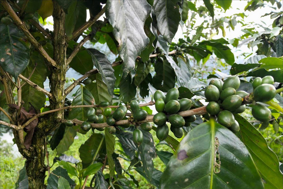 All About Wholesale Coffee Beans | Ginger Monkey Coffee